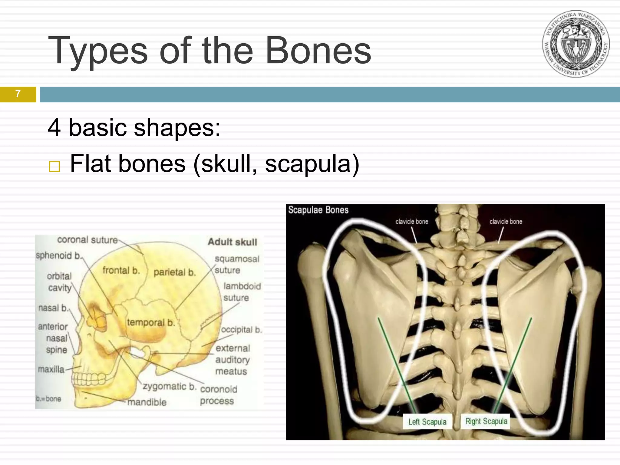 Biomechanics of Bones | PPTX