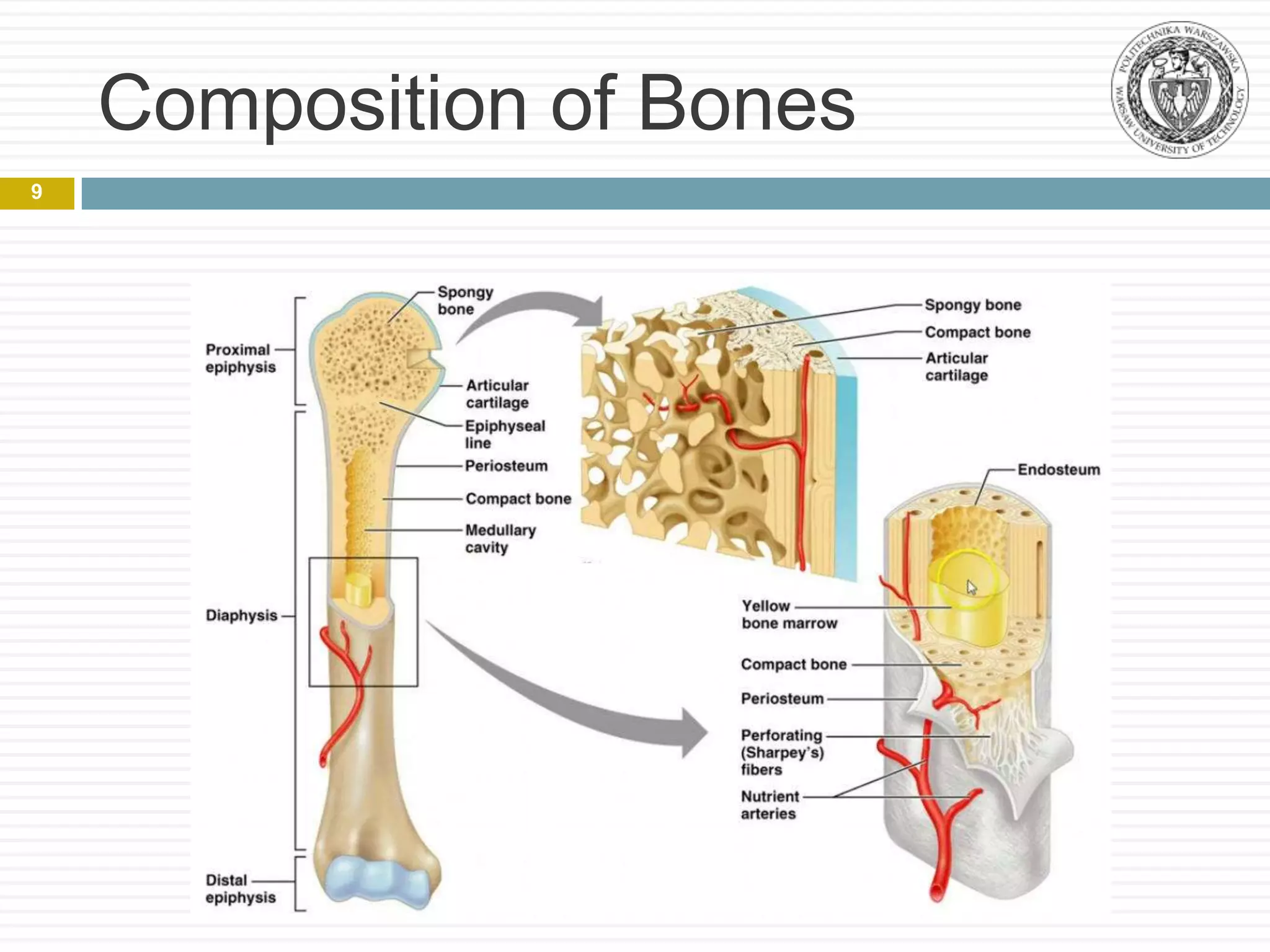 Biomechanics of Bones | PPTX