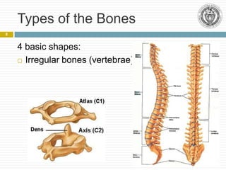 Biomechanics of Bones | PPTX