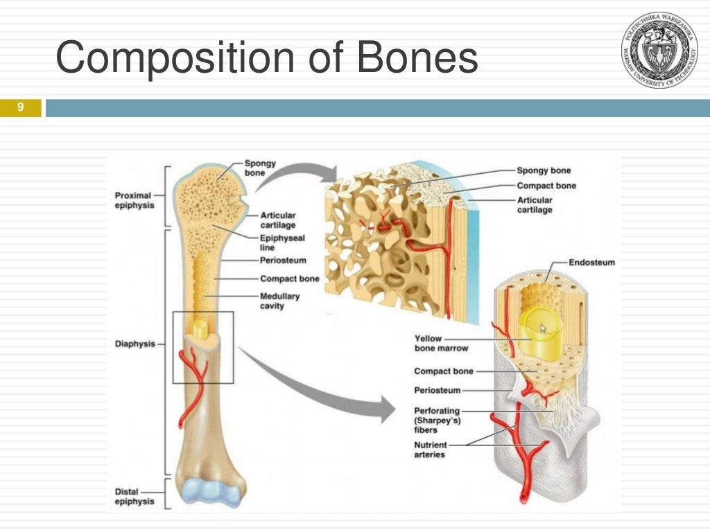 Biomechanics of Bones