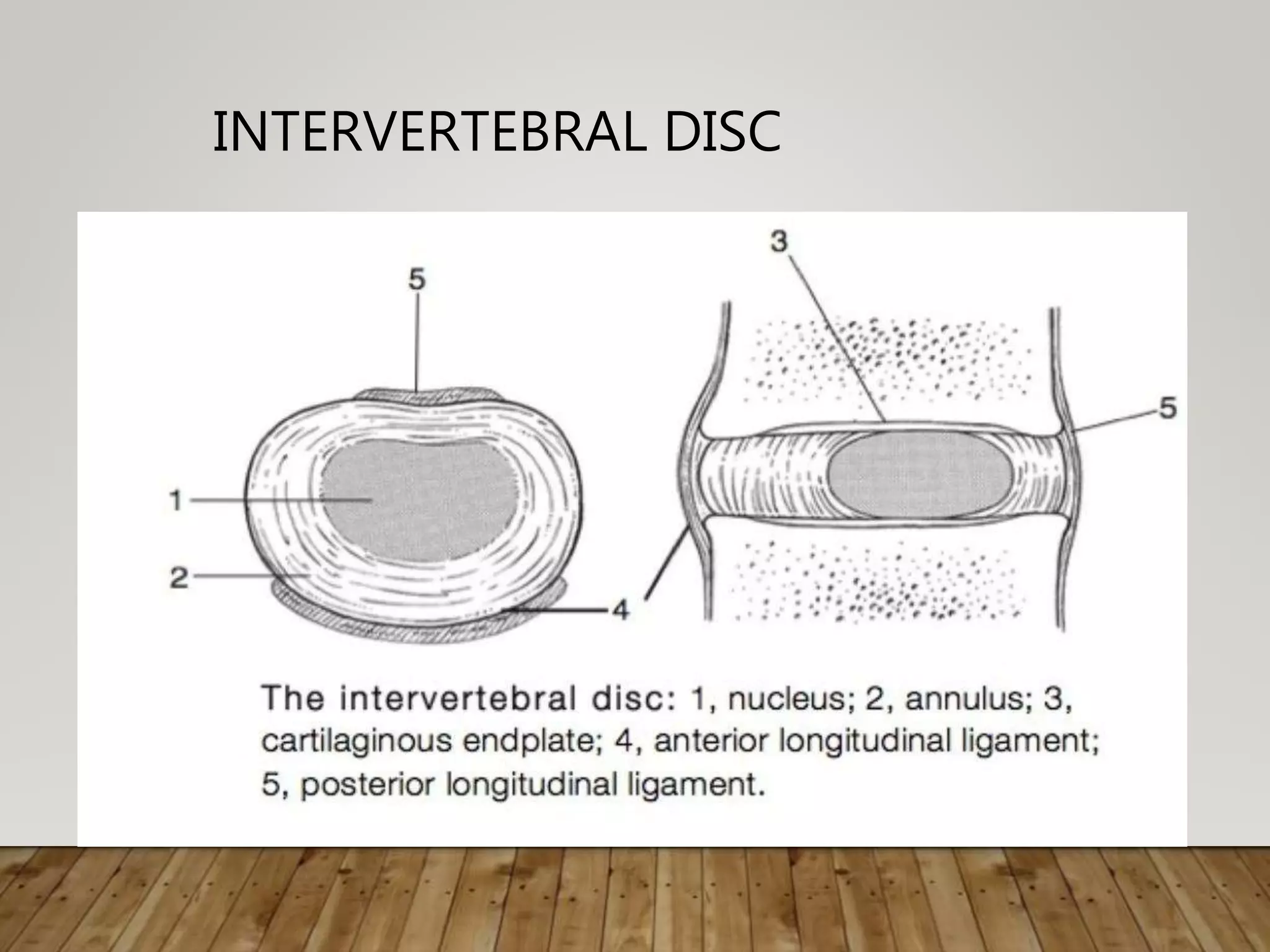 Biomechanics and pathomechanics of lumbosacral joint | PPTX