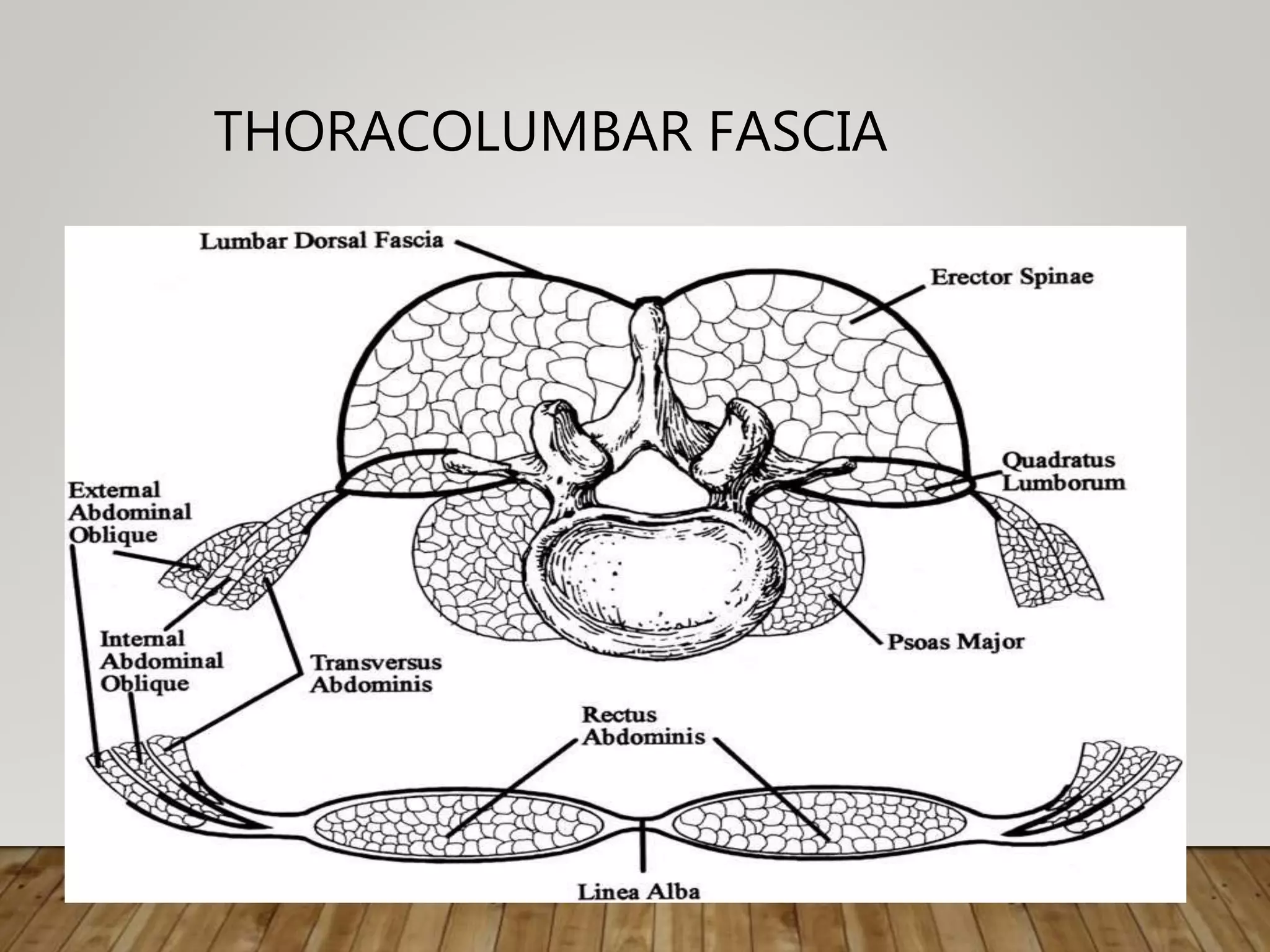 Biomechanics and pathomechanics of lumbosacral joint | PPTX