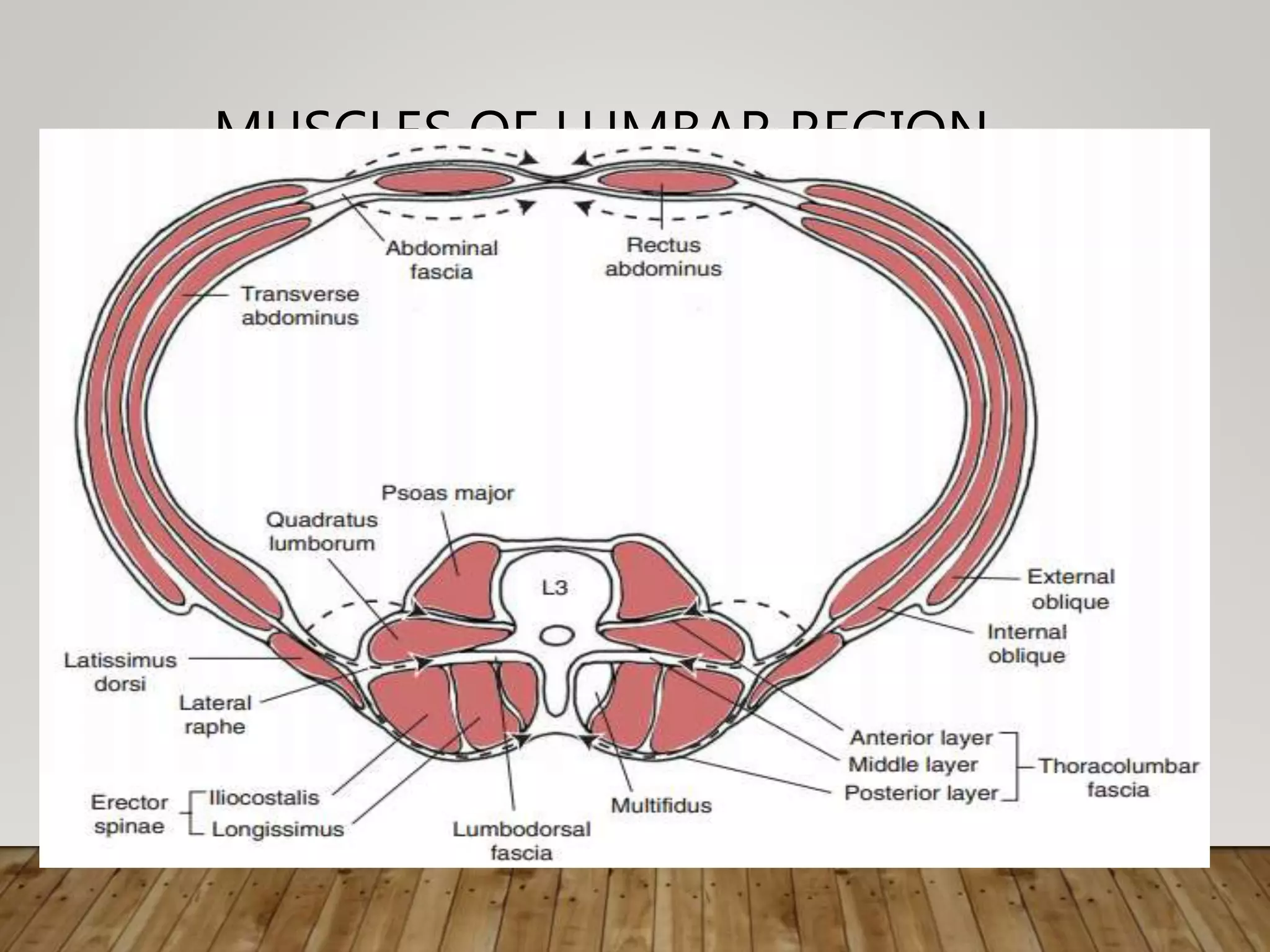 Biomechanics and pathomechanics of lumbosacral joint | PPTX