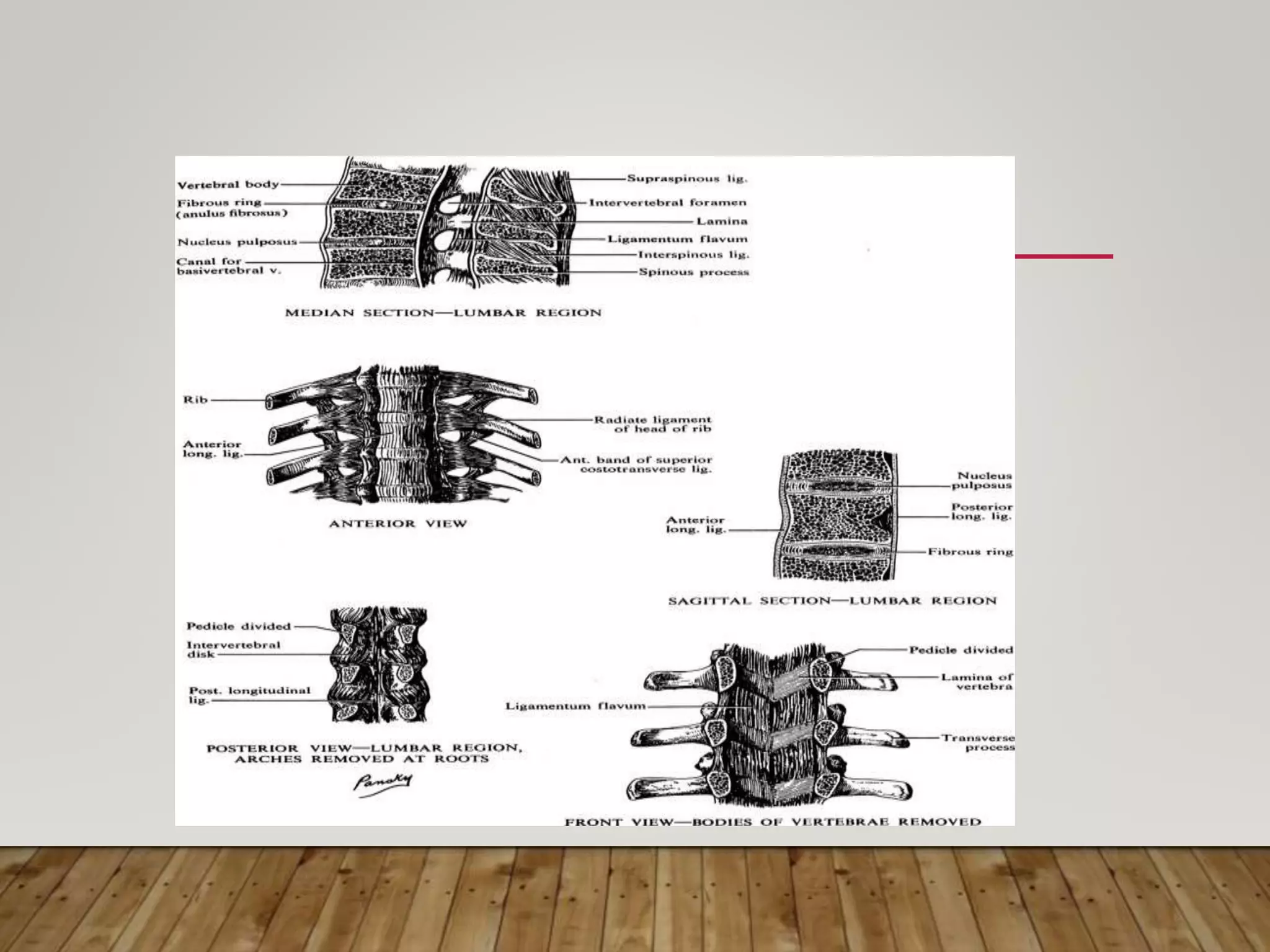 Biomechanics and pathomechanics of lumbosacral joint | PPTX