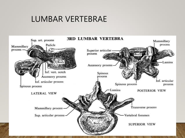 Biomechanics and pathomechanics of lumbosacral joint | PPTX