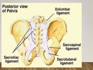 Lumbosacral Ligament