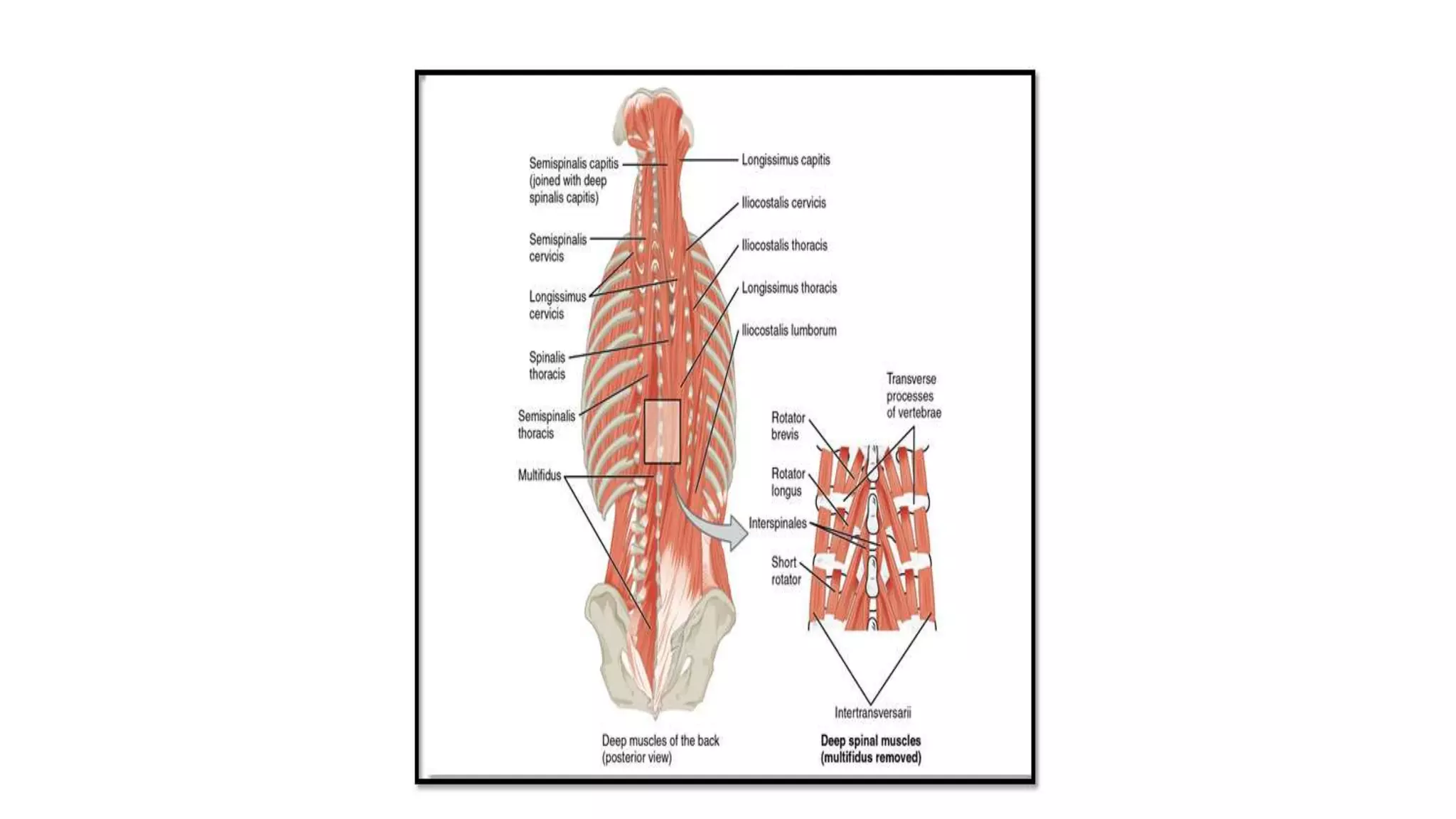 BIOMECHANICS AND PATHOMECHANICS OF THORACIC SPINE.pptx
