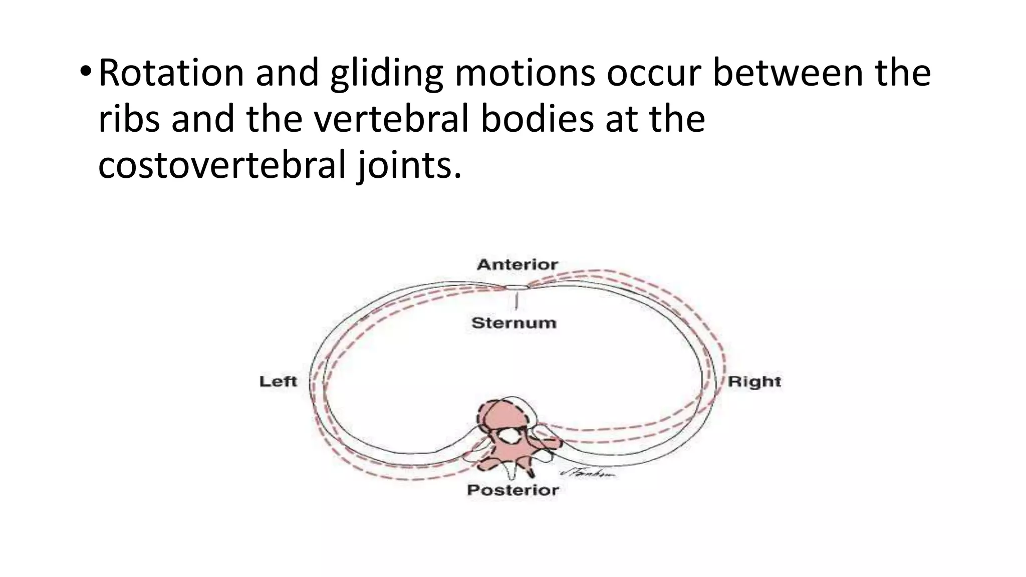 BIOMECHANICS AND PATHOMECHANICS OF THORACIC SPINE.pptx