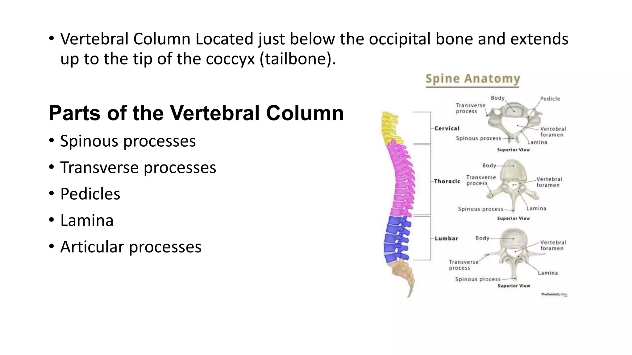 BIOMECHANICS AND PATHOMECHANICS OF THORACIC SPINE.pptx