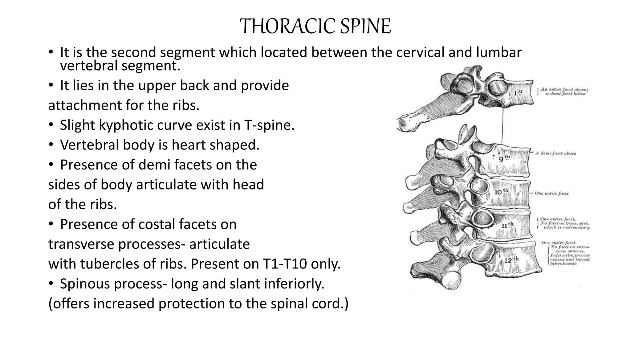 BIOMECHANICS AND PATHOMECHANICS OF THORACIC SPINE.pptx
