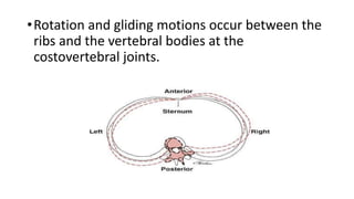 BIOMECHANICS AND PATHOMECHANICS OF THORACIC SPINE.pptx