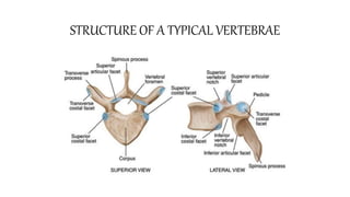 BIOMECHANICS AND PATHOMECHANICS OF THORACIC SPINE.pptx