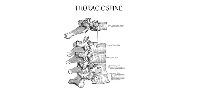 BIOMECHANICS AND PATHOMECHANICS OF THORACIC SPINE.pptx