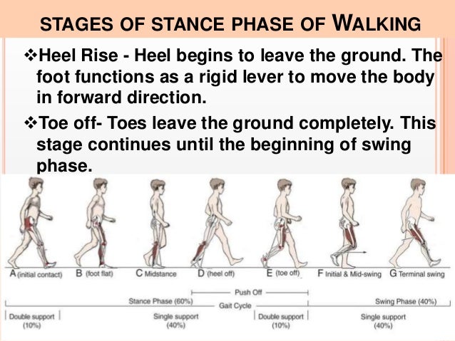 Biomechanics and Sports