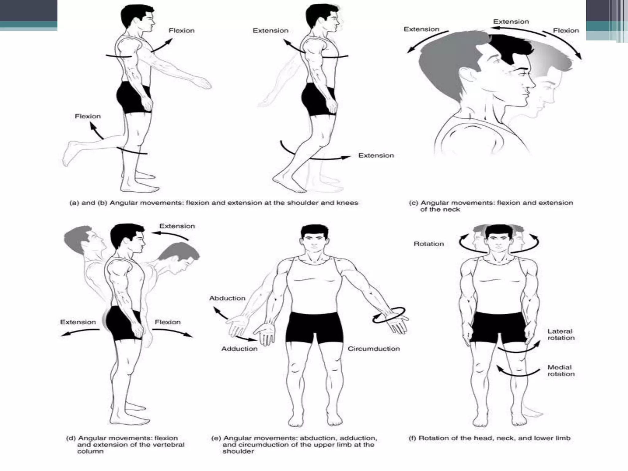 Biomechanics in sports | PPTX