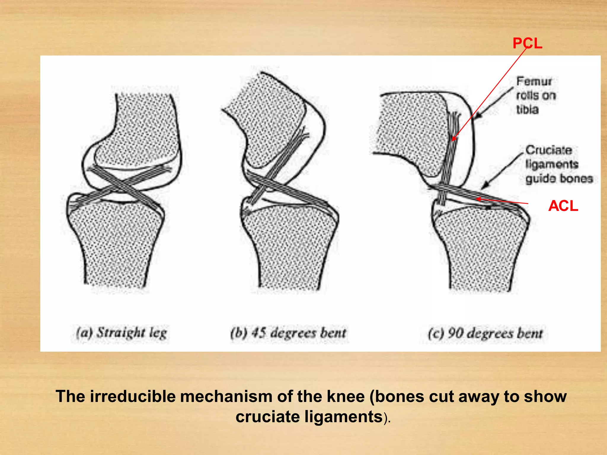 Biomechanics of knee | PPT