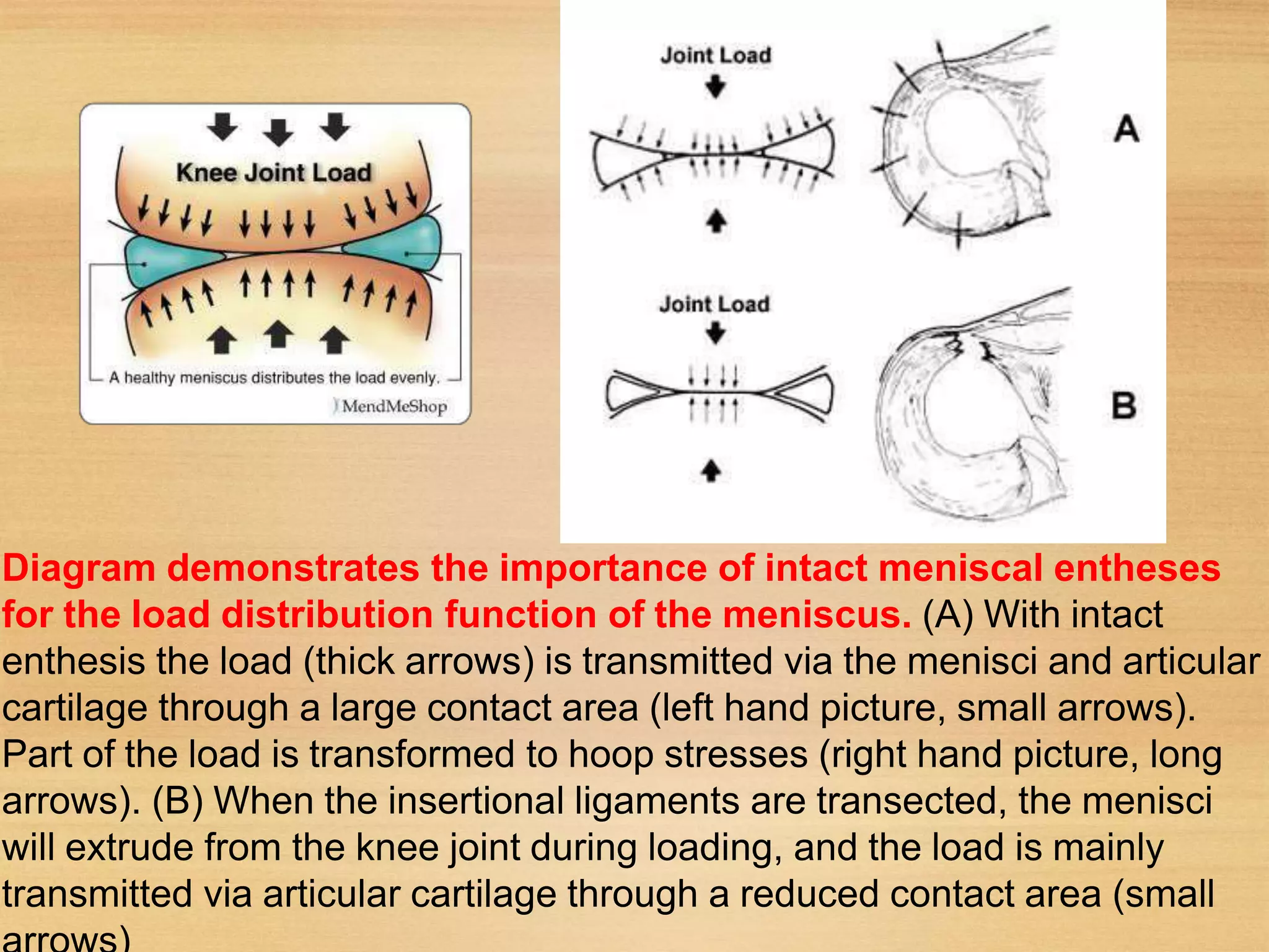 Biomechanics of knee | PPT