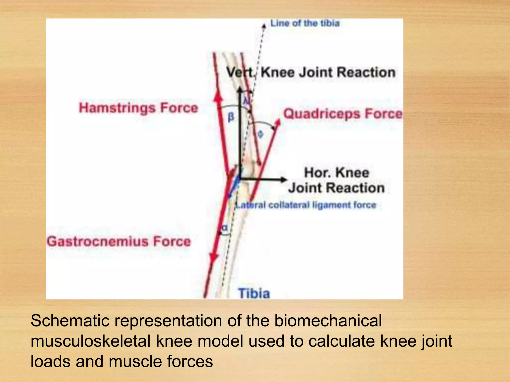 Biomechanics of knee | PPT