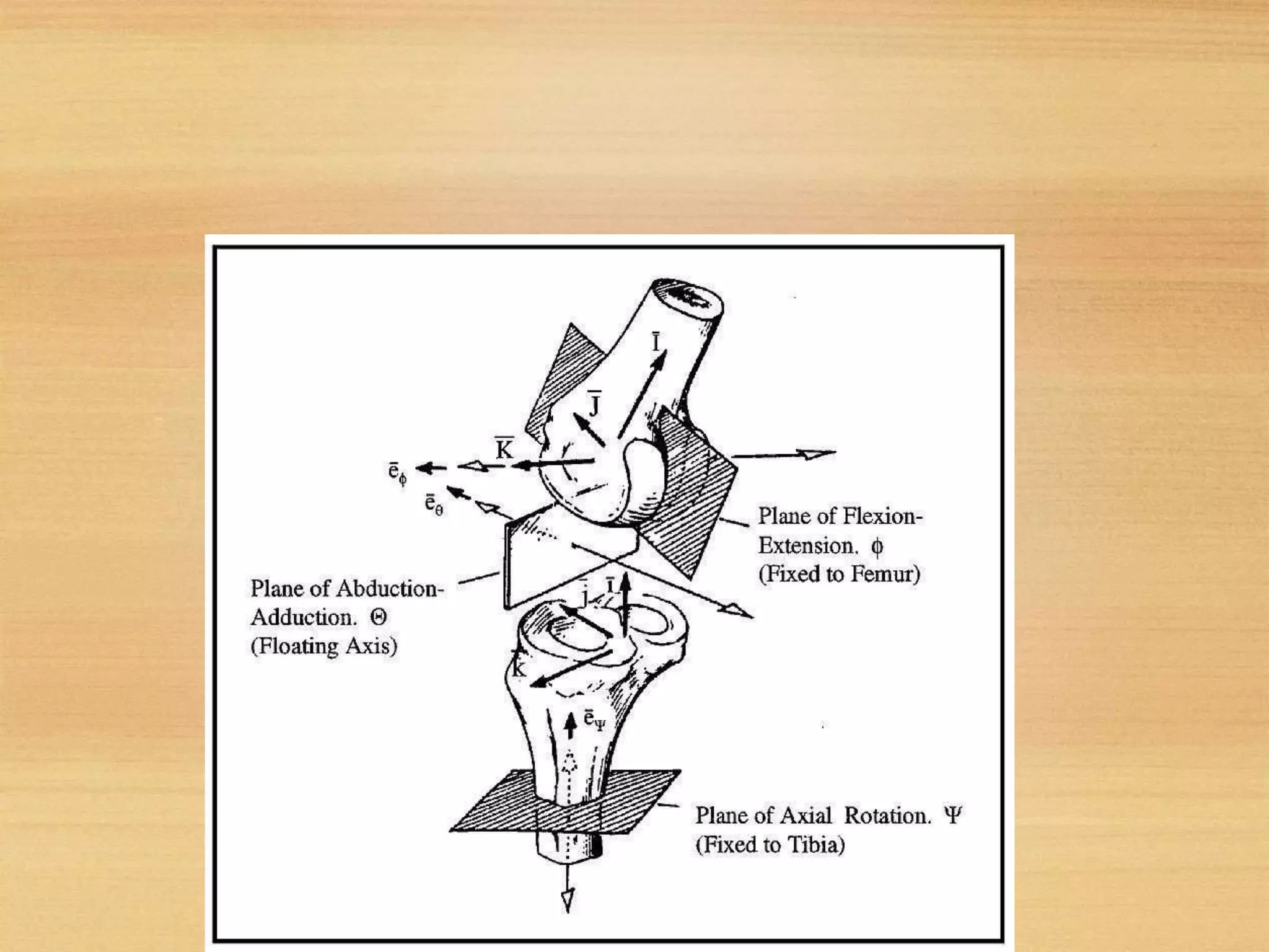Biomechanics of knee | PPT