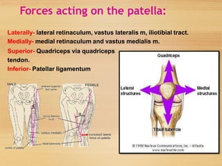 Biomechanics of knee | PPT
