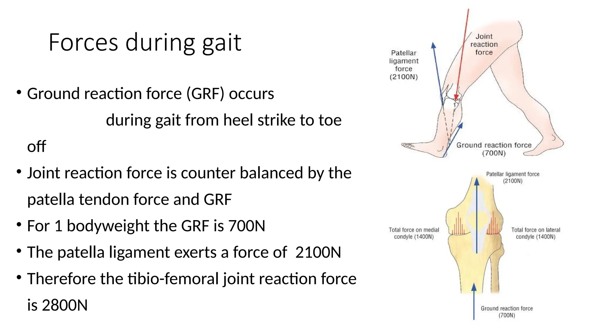 Applied Anatomy and Biomechanics of Hip and Knee.pptx