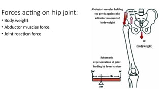 Applied Anatomy and Biomechanics of Hip and Knee.pptx