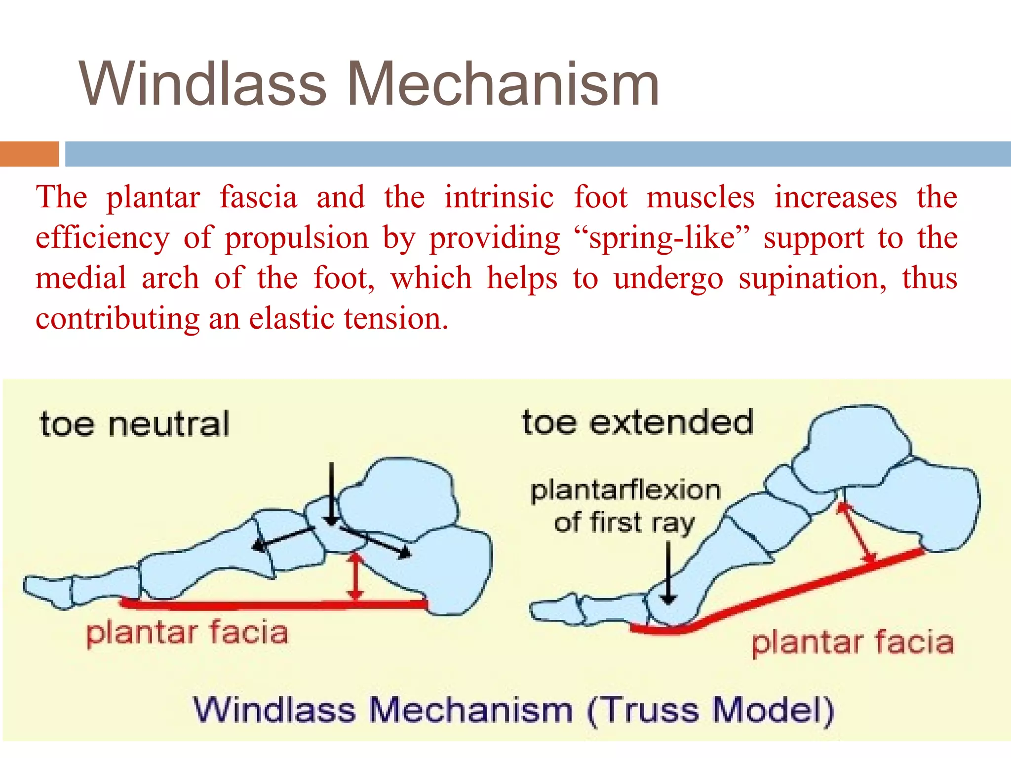 Biomechanics of ADL-I | PDF