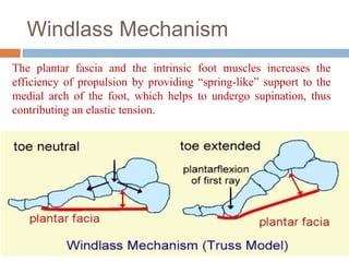 Biomechanics of ADL-I | PDF
