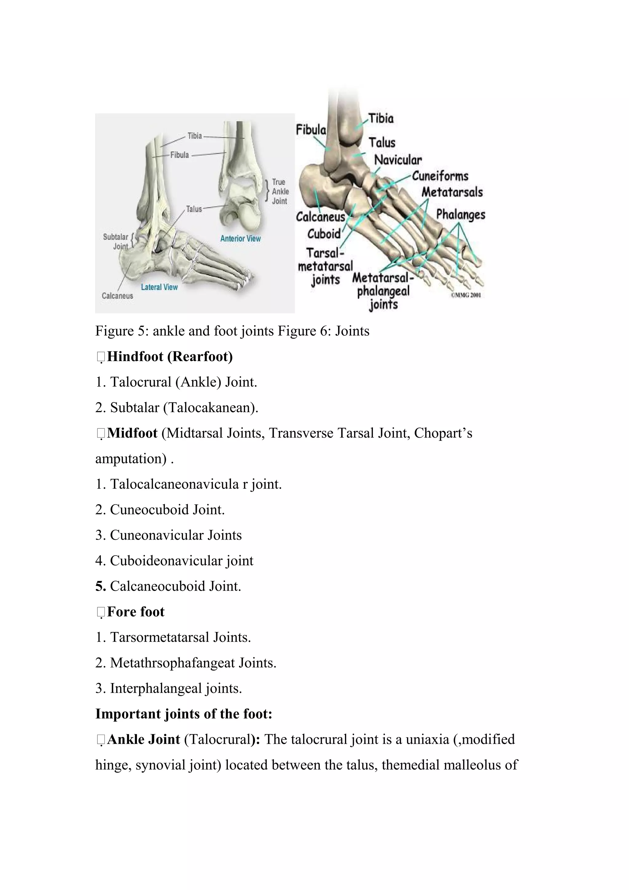 Biomechanics of ankle and foot | DOC