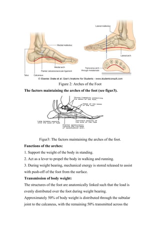 Biomechanics of ankle and foot | DOC