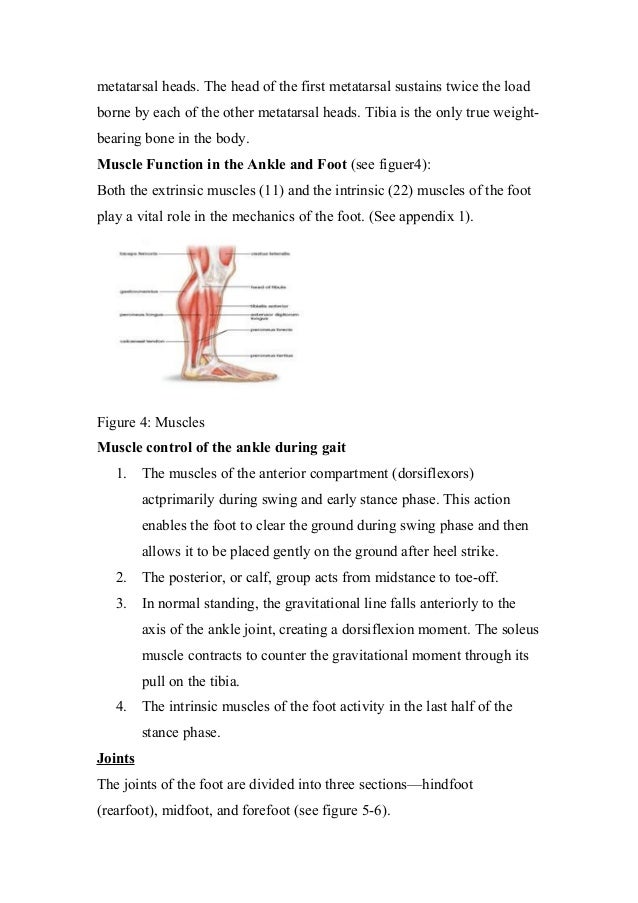 Biomechanics of ankle and foot