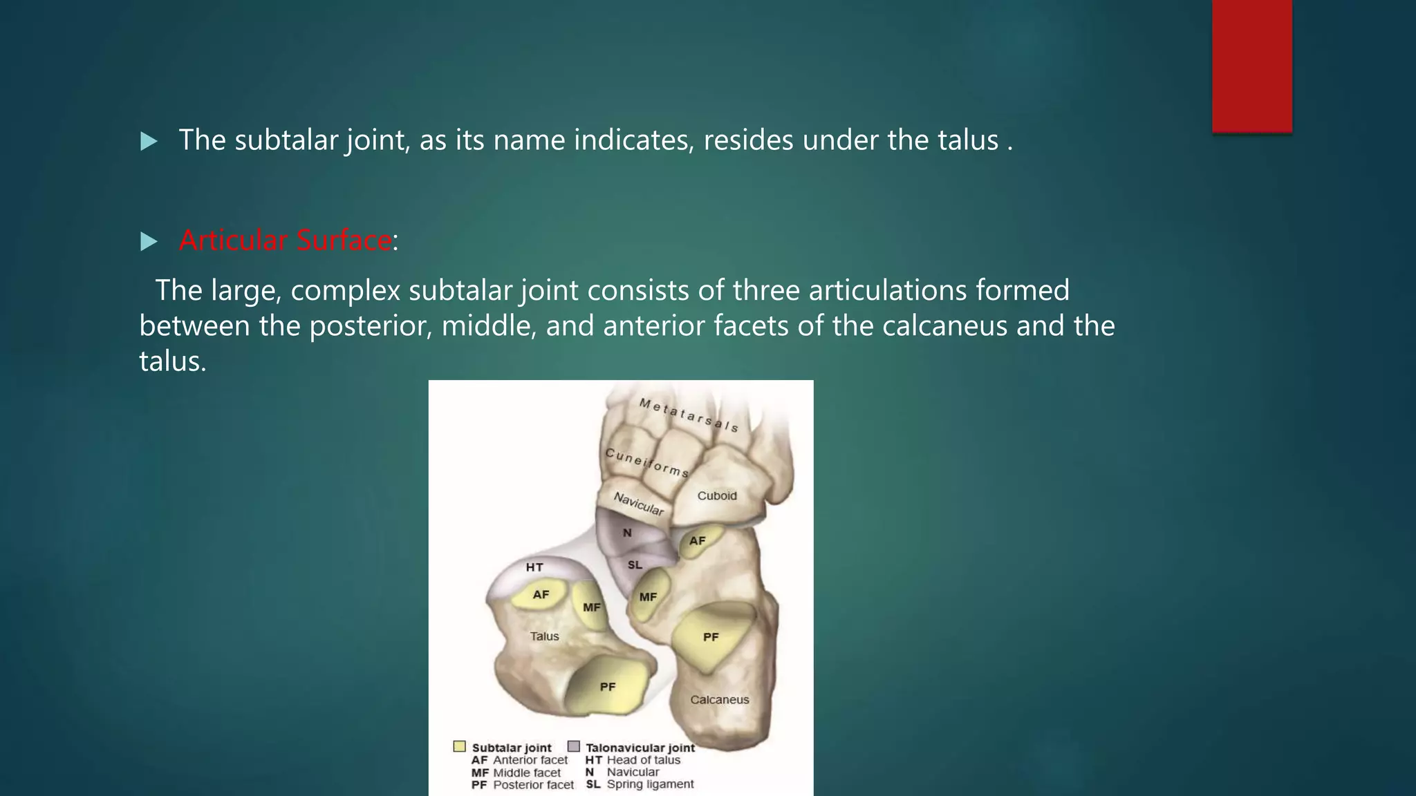 Biomechanics of ankle and foot | PPTX
