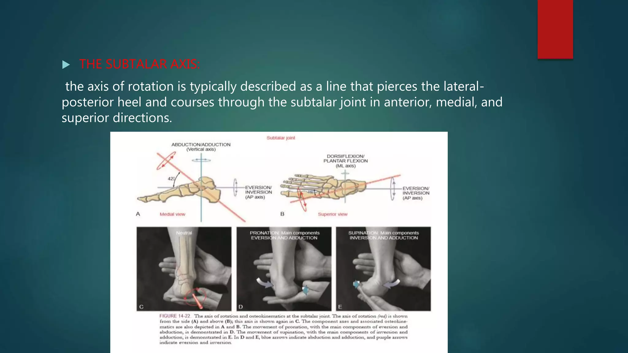 Biomechanics of ankle and foot | PPTX