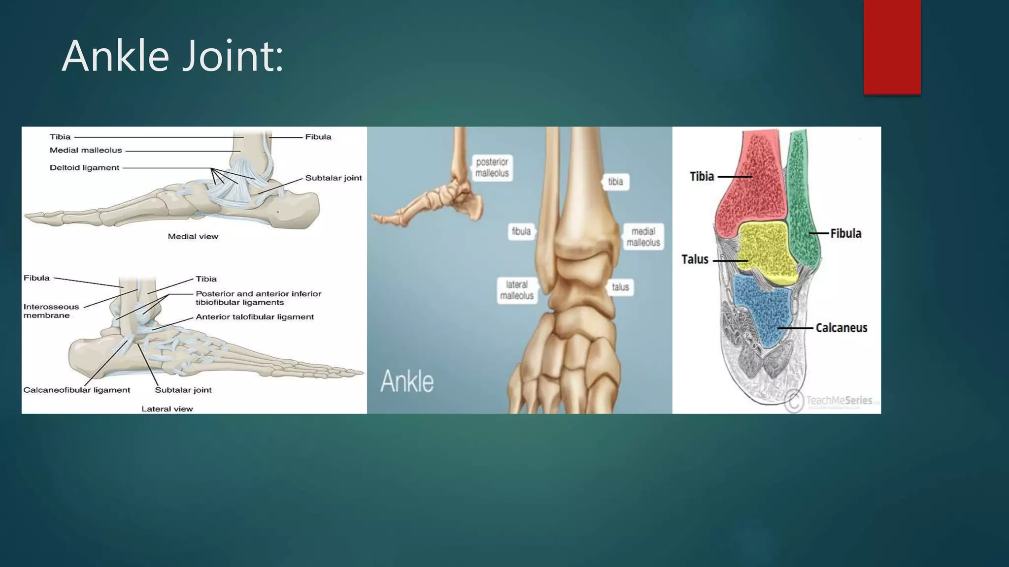 Biomechanics Of Ankle And Foot Pptx