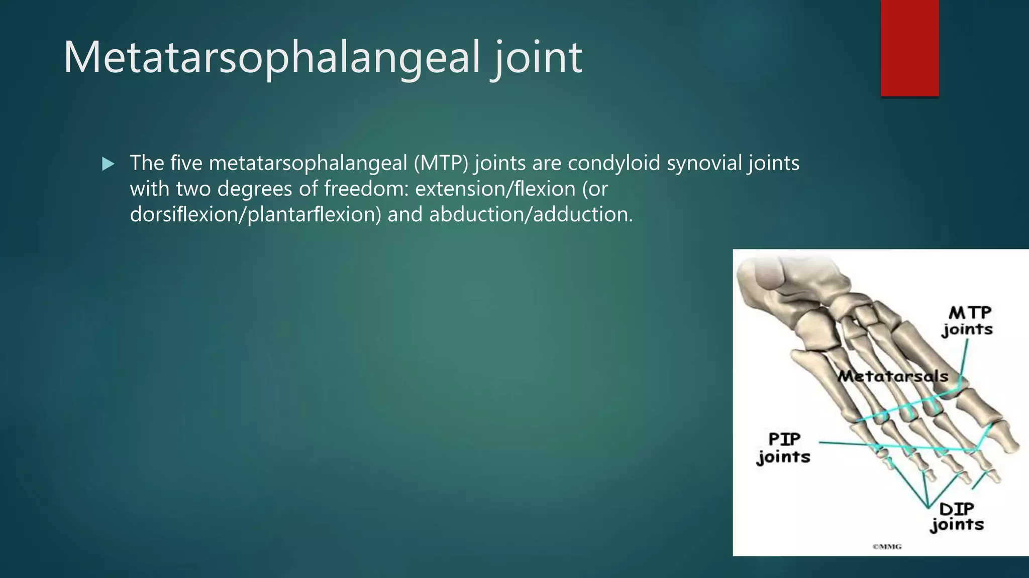 Biomechanics of ankle and foot | PPTX