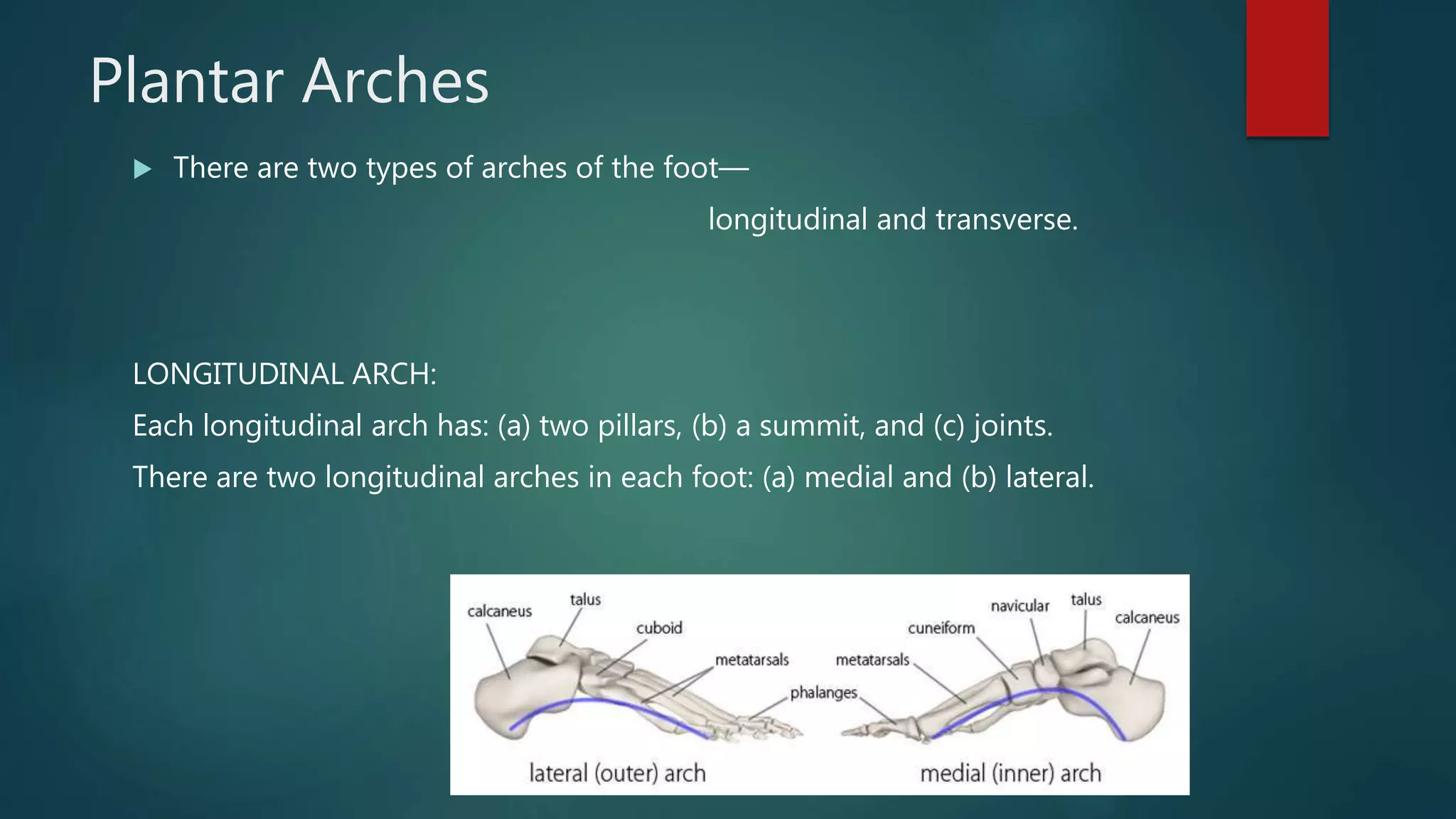 Biomechanics of ankle and foot | PPTX