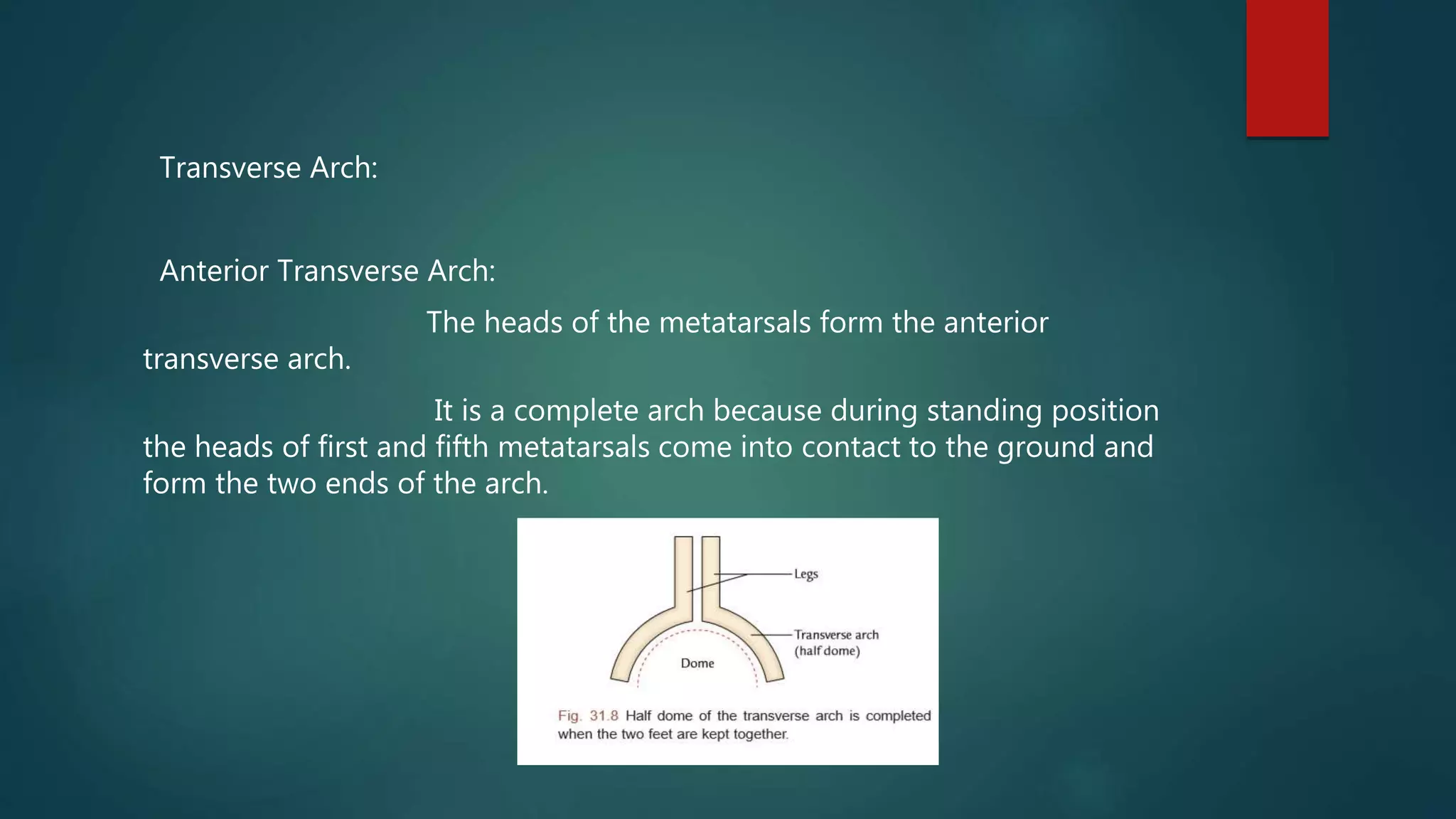 Biomechanics of ankle and foot | PPTX