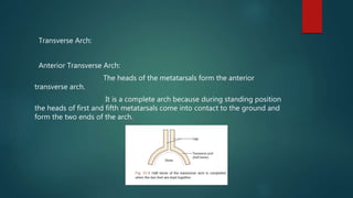 Biomechanics of ankle and foot | PPTX