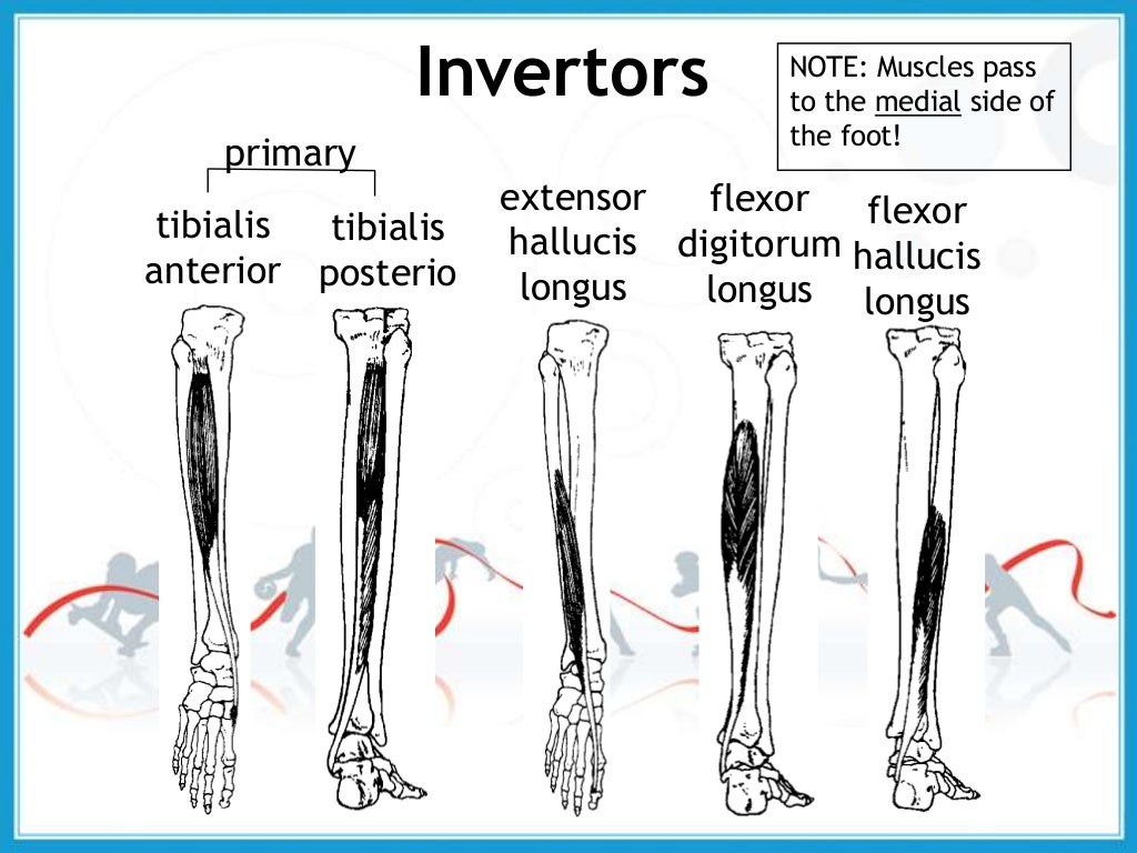 Biomechanics of ankle_joint