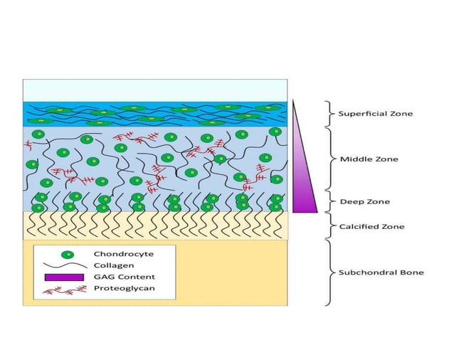 Biomechanics of articular cartilage | PPTX | Chemistry | Science