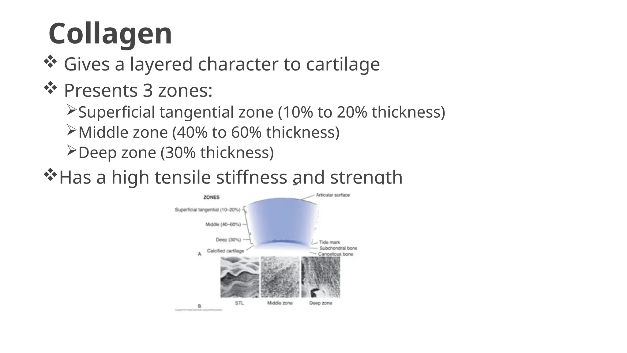 Biomechanics of Articular Cartilage.pptx