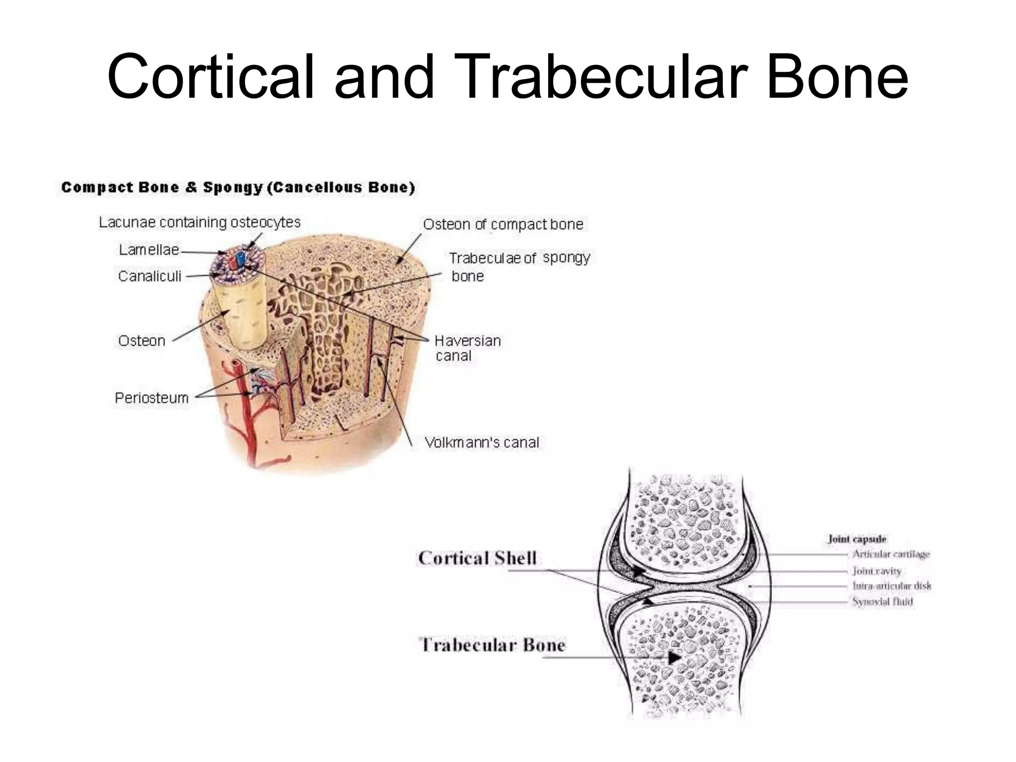 Biomechanics of Bone.ppt