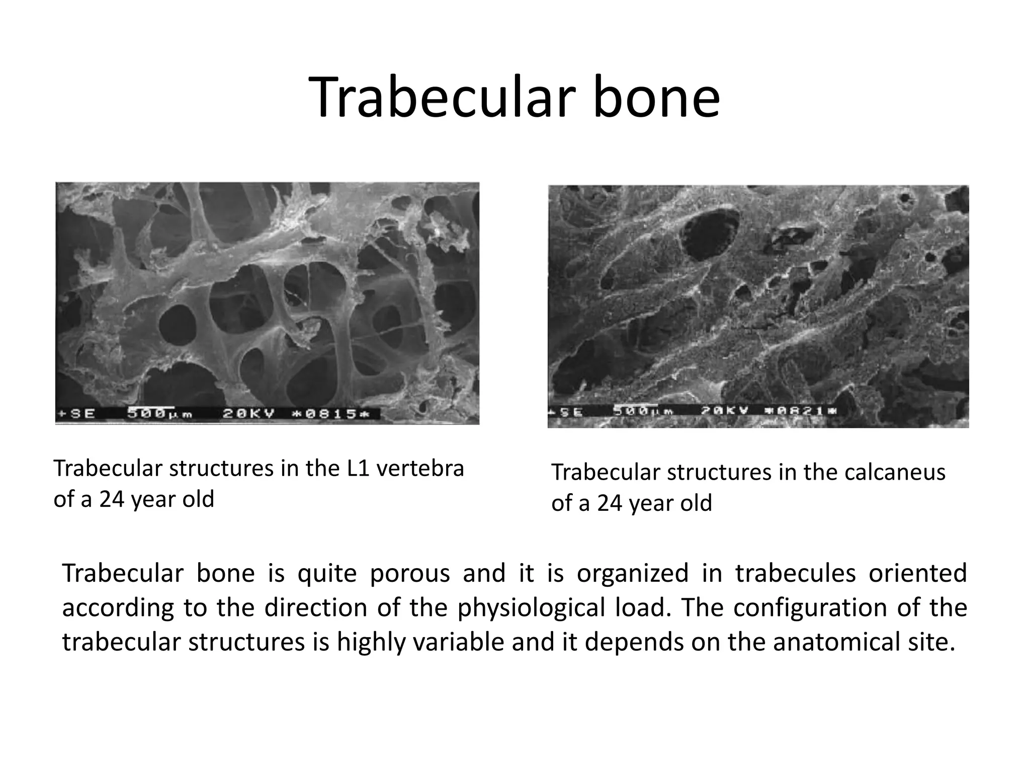 Biomechanics of Bone.ppt