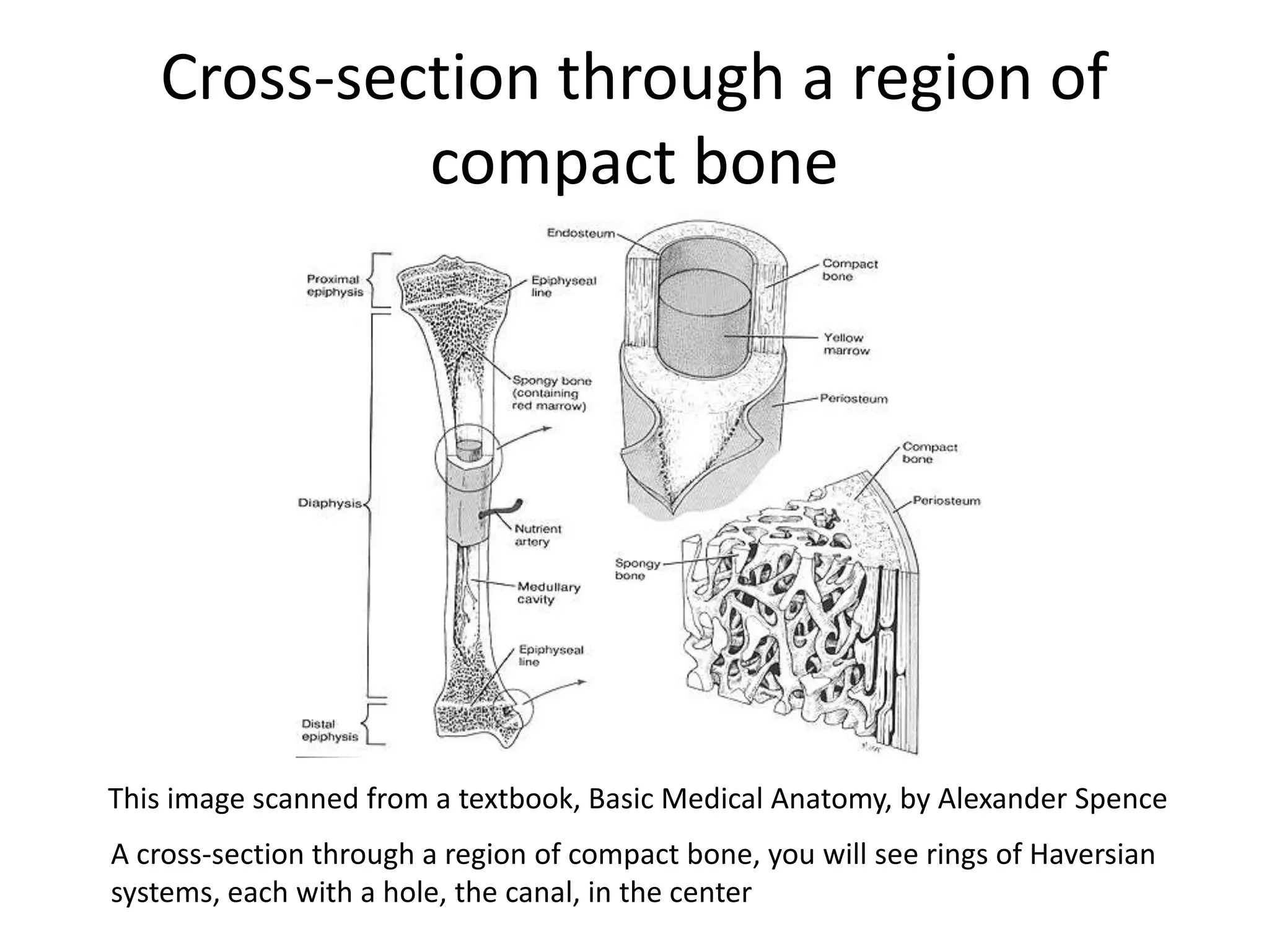 Biomechanics of Bone.ppt
