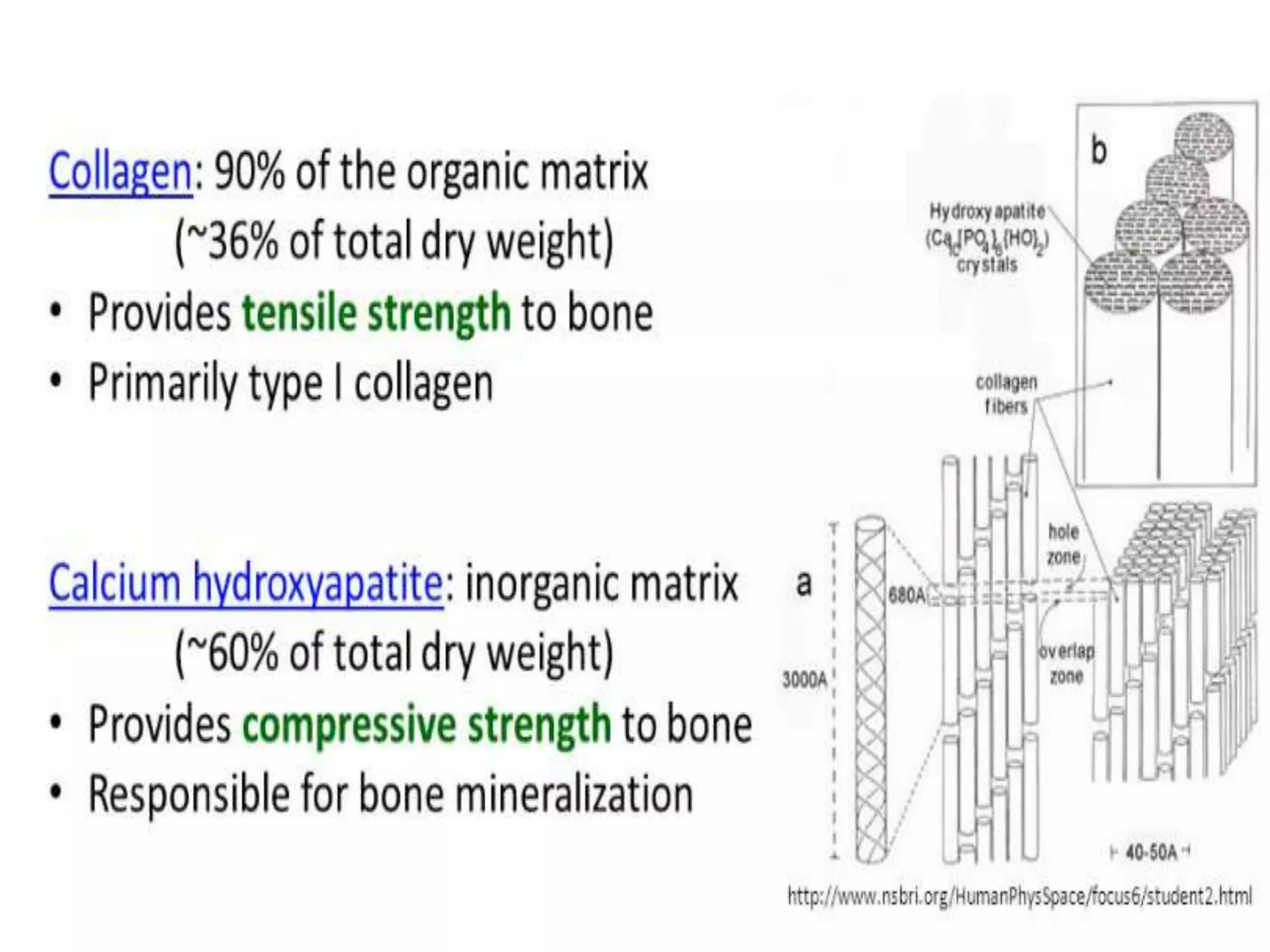 Biomechanics of Bone.ppt