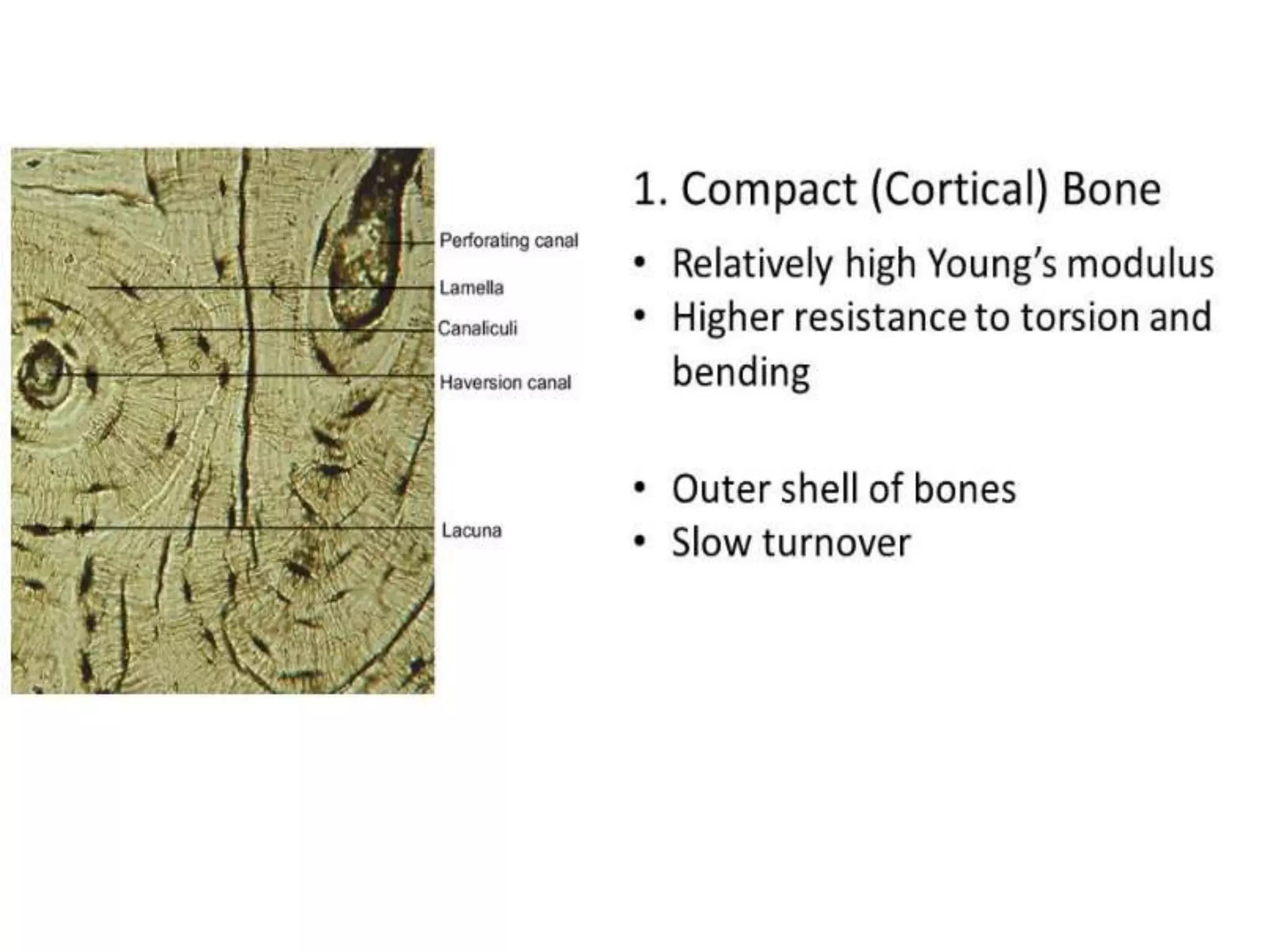 Biomechanics of Bone.ppt