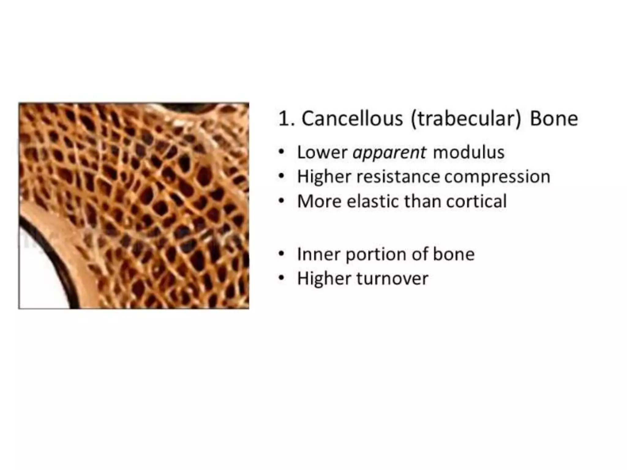 Biomechanics of Bone.ppt