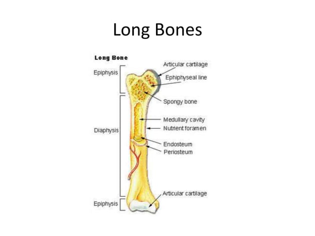 Biomechanics of Bone.ppt