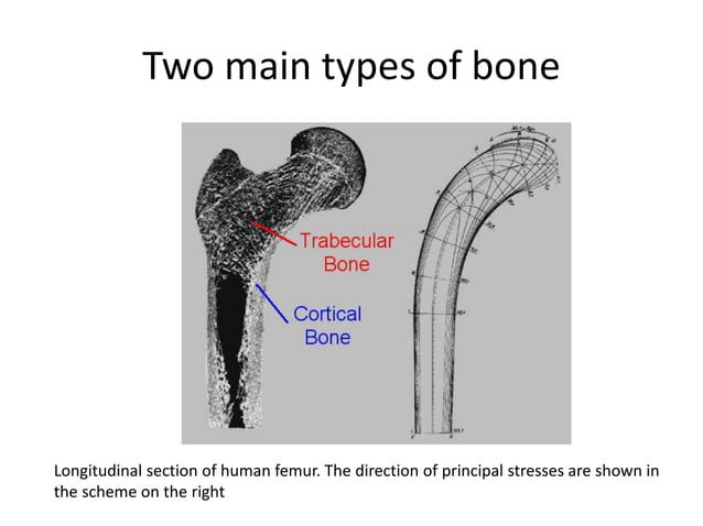 Biomechanics of Bone.ppt