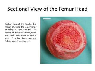 Biomechanics of Bone.ppt